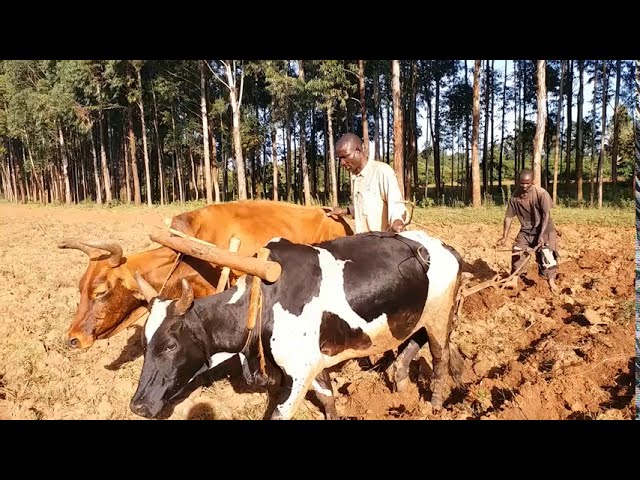 Ox Drawn Farming Implements