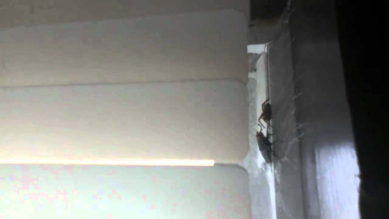 Big Fly Stuck in a spider web - YouTube