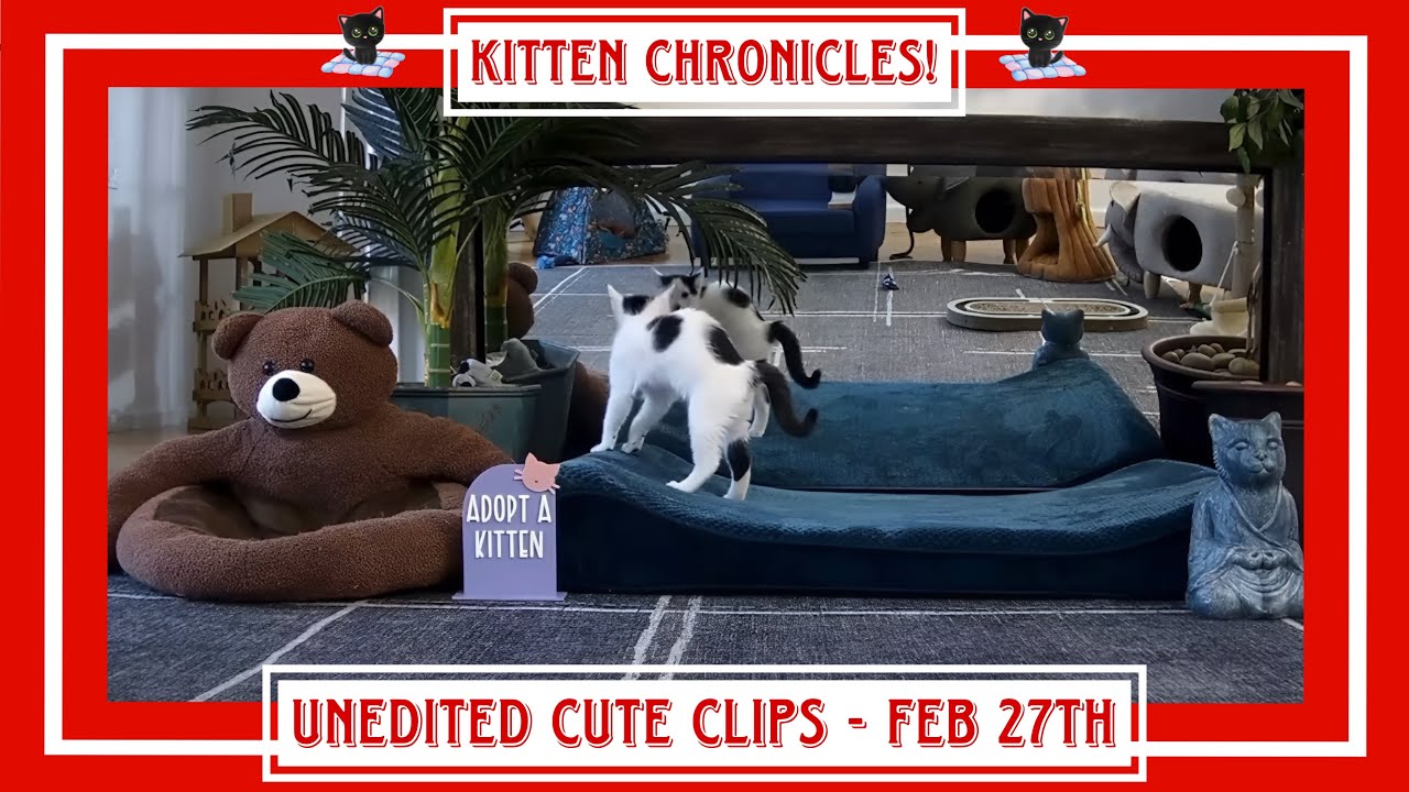 Kitten Chronicles - Unedited Cute Clips! - Feb 27th - YouTube