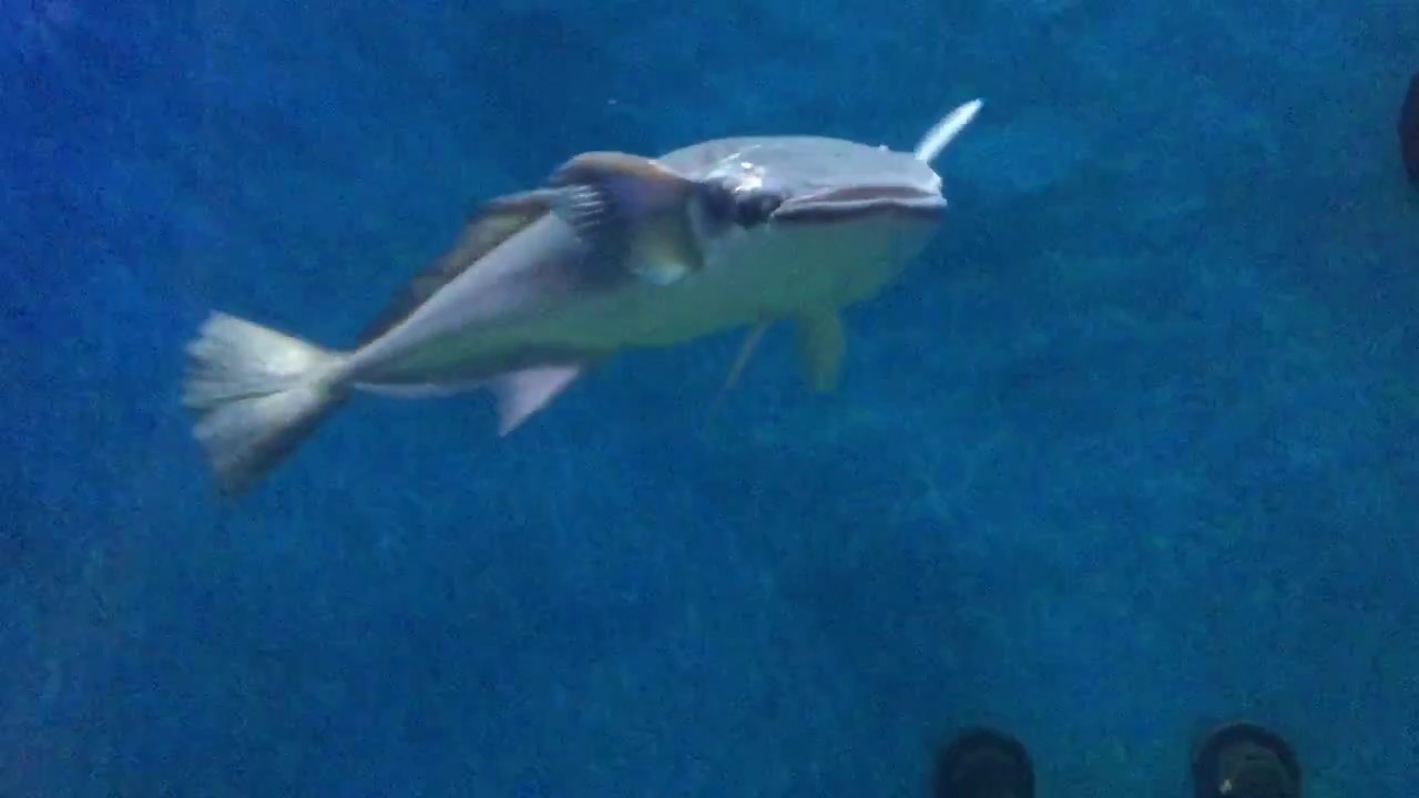 You suck, but I bite! The shark said to the remora - YouTube