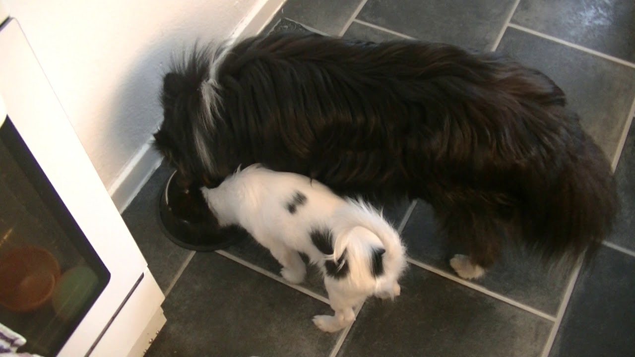 Shetland sheepdog and Papillon - YouTube