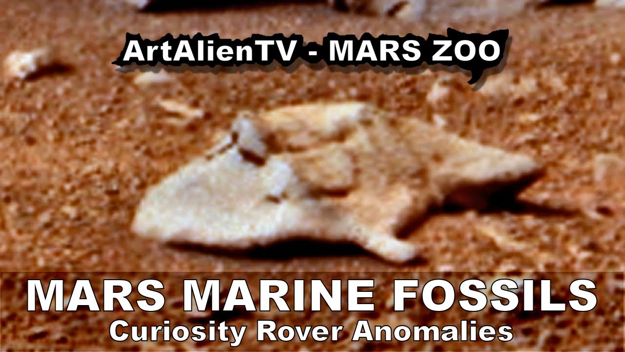 Mars Marine Fossils / Fish: Lobster, Eel & Sunfish: Curiosity Rover ...