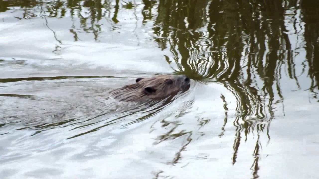 Tail Slapping Blairgowrie Beaver - Perthshire 8/0/14 - YouTube