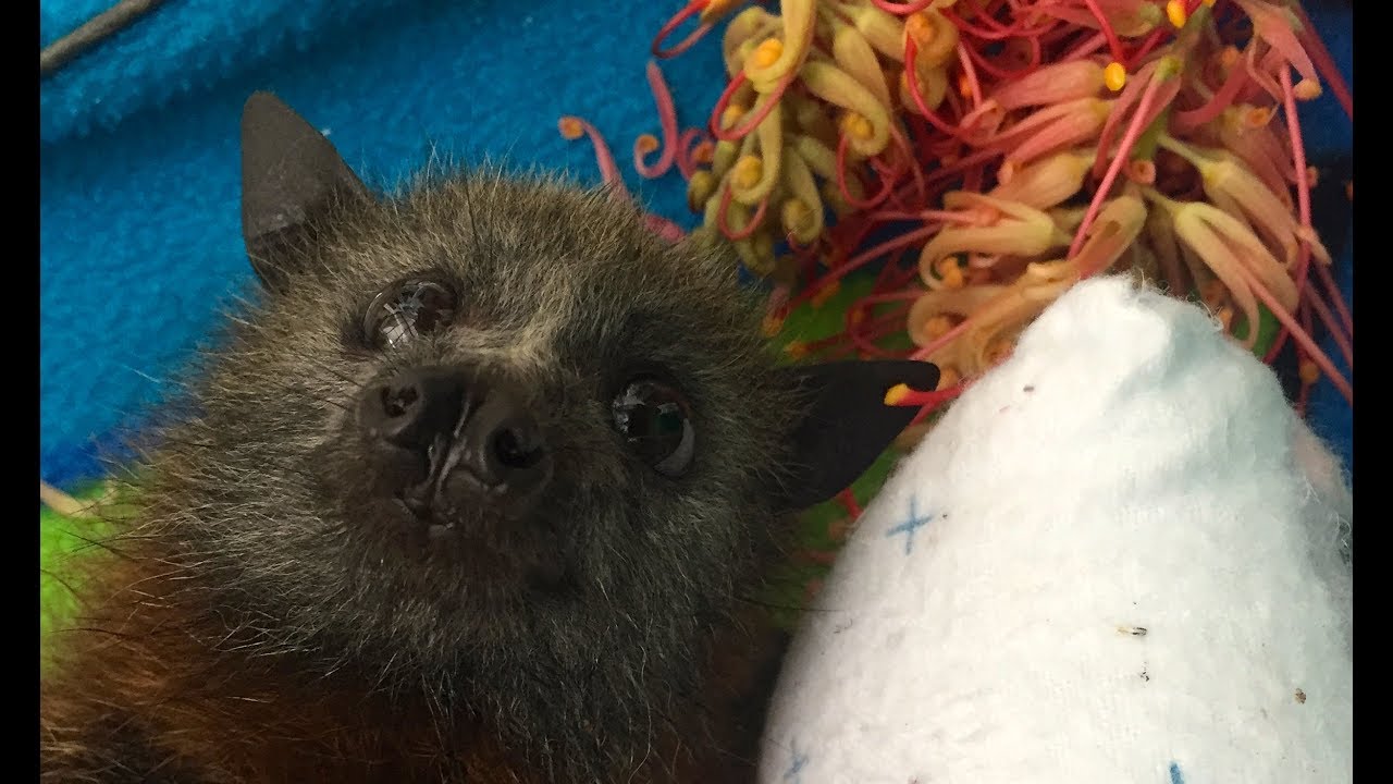 Rescuing a baby bat who fell out of a tree: this is Catcher in the Rye ...