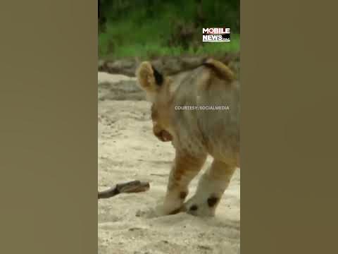 Lion Wanted To Eat Python Snake Jumped In The Air Scratched Lion Mouth ...