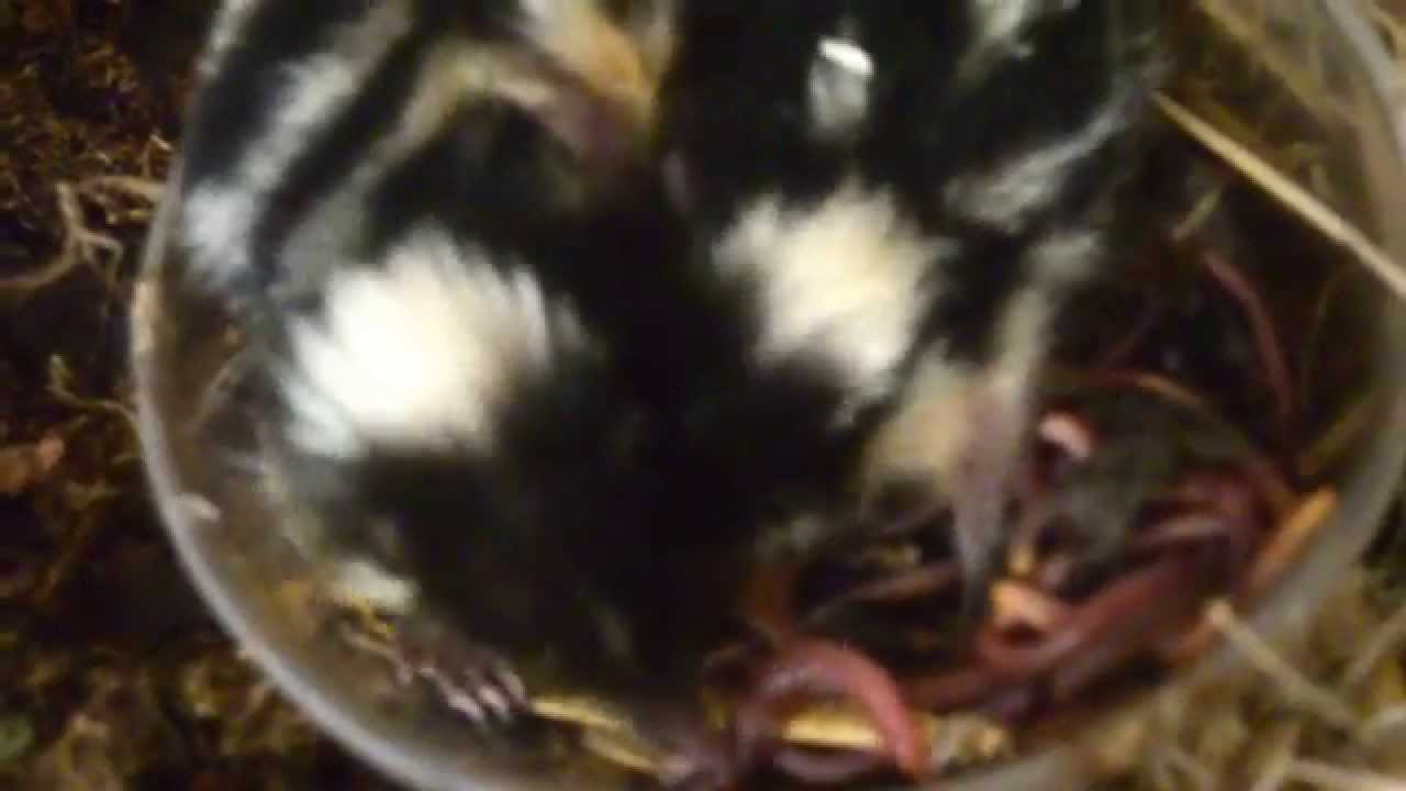 Highland Streaked Tenrecs feeding. - YouTube