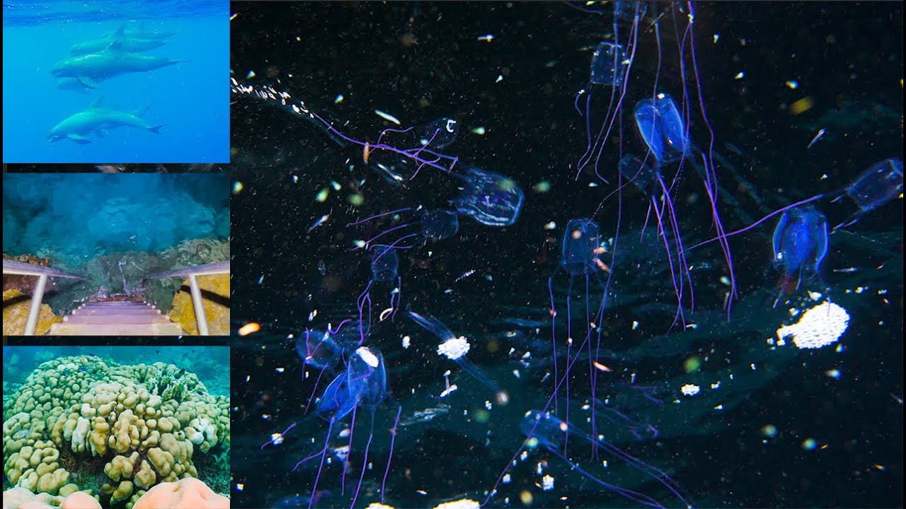 Box Jellyfish, Pygmy Killer Whales, Reef Surveys - Bonaire ep. 42 - YouTube