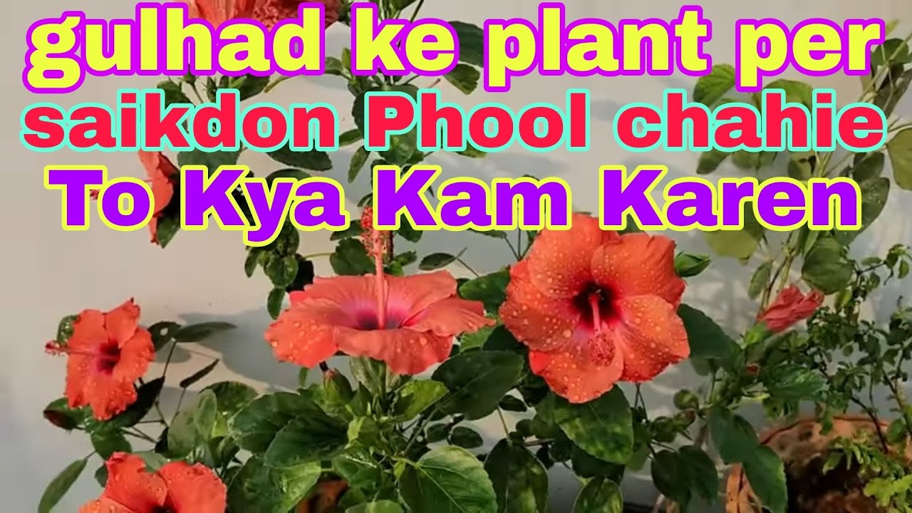 gulhad ke plant per saikdon Phool chahie To Kya Kam Karen - YouTube