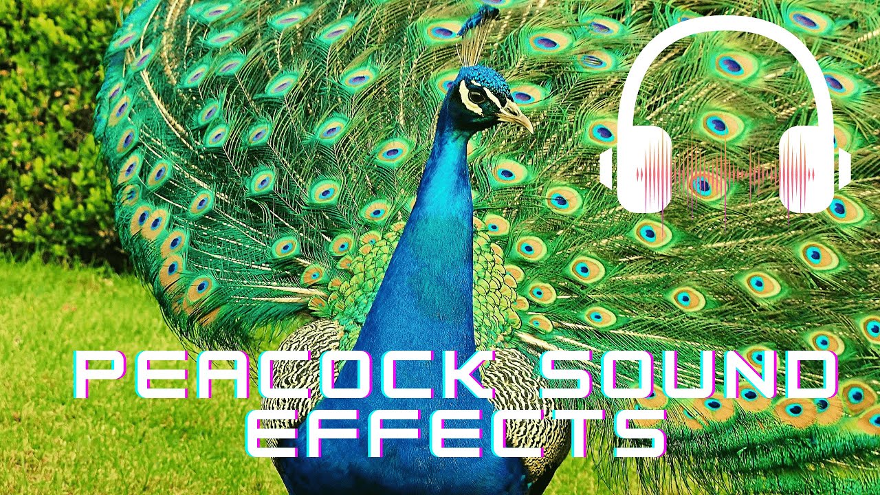 Peacock sound effects | Peacock sounds - YouTube