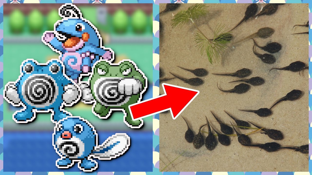 [LIVE] SHINY POLIWAG LINE FOUND IN FIRE RED AND LEAF GREEN! SHINIES ...