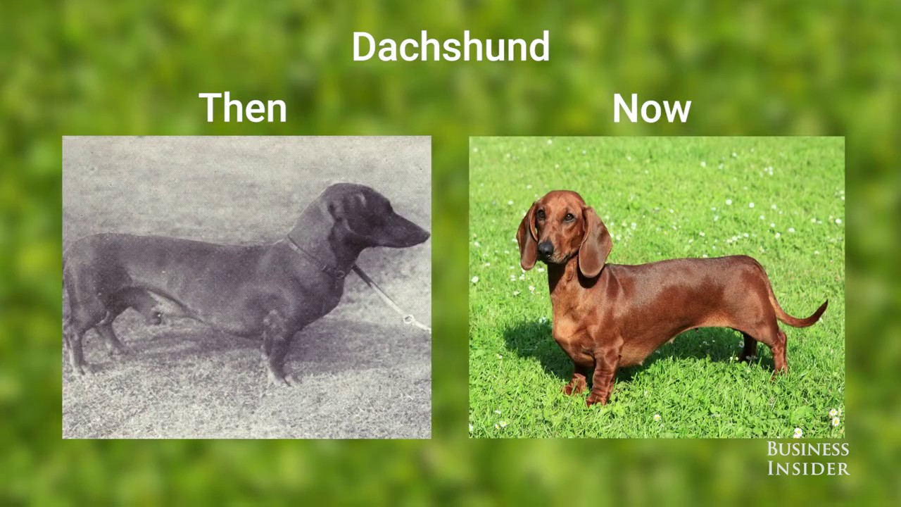 Here's what popular dog breeds looked like before and after 100 years ...