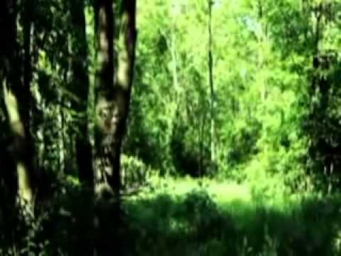 Svetlana Trifonova   Tatence molia te