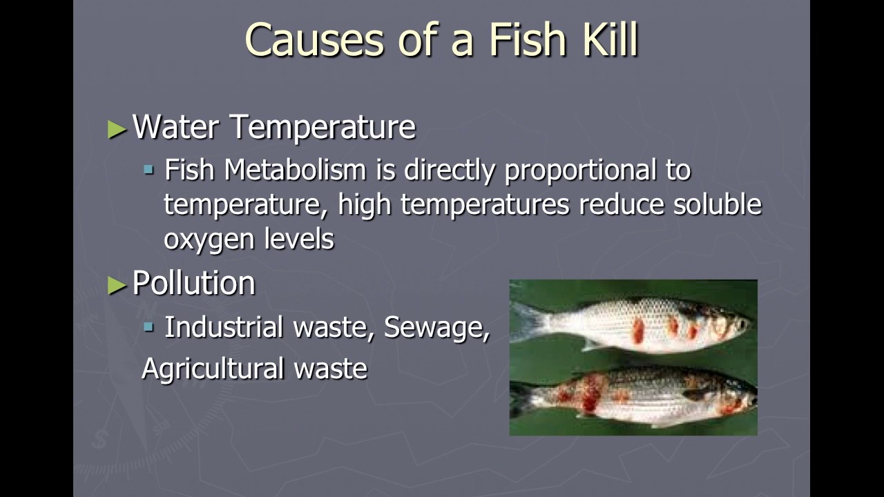 Fish Kills - YouTube