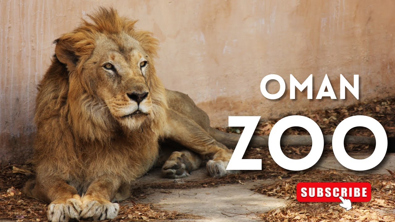Oman Zoo| An Naman Zoo| Noman Zoo | Al Numan Zoo| Barka Zoo| Oman | JAP ...
