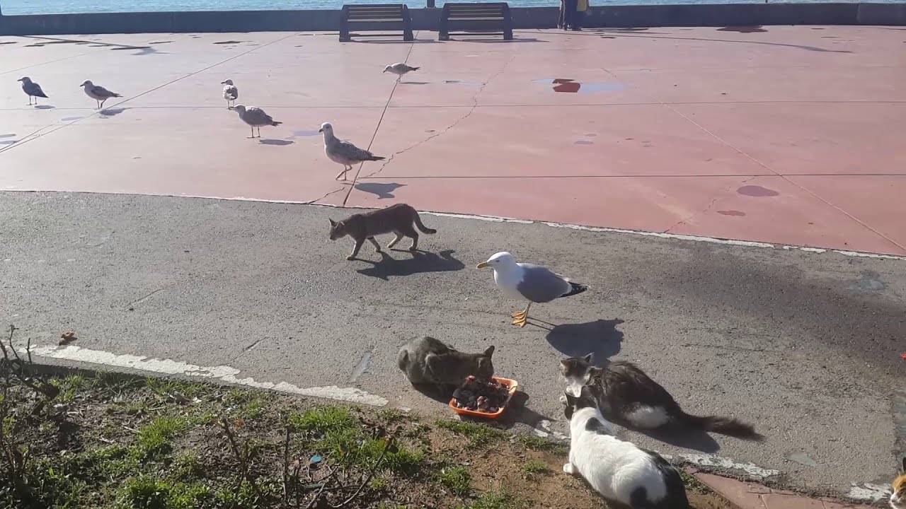 Cats vs Seagull - YouTube