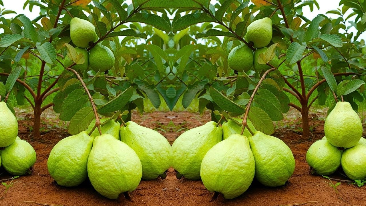 LIVE🔴🌿 From Guava to Tree: How to Plant and Grow Your Own Guava Tree at ...