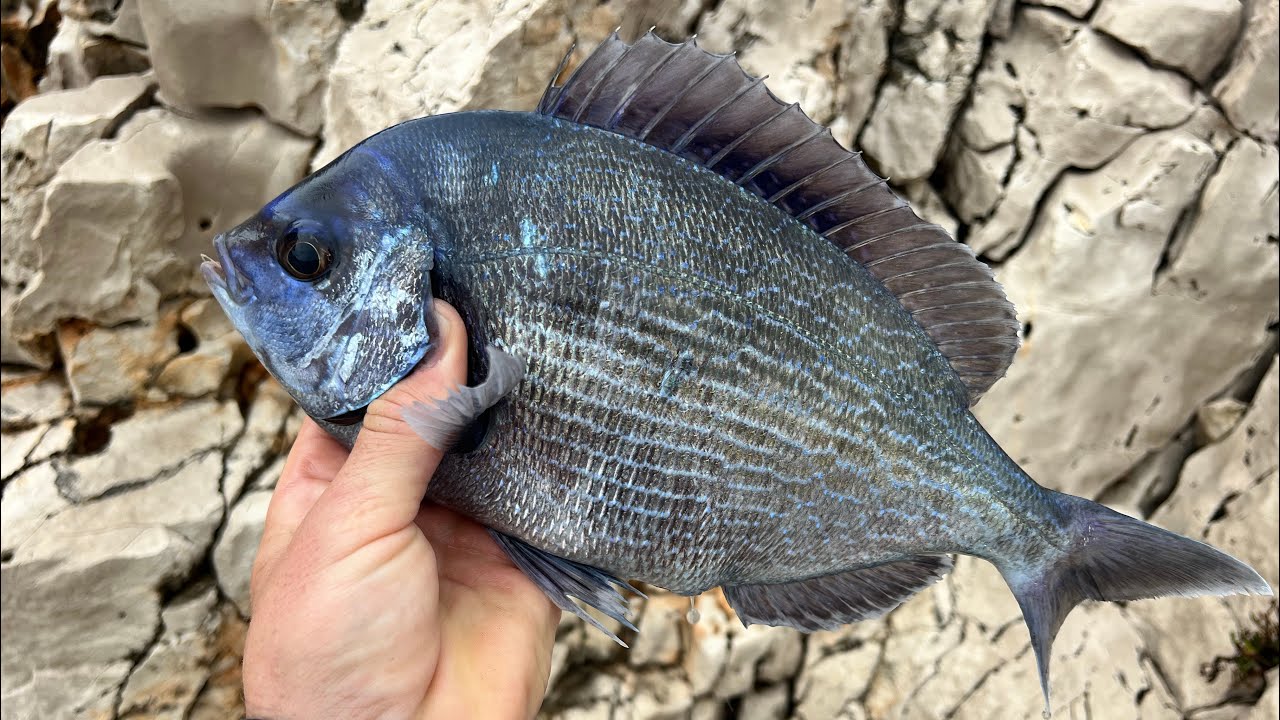 Ribolov sa obale (pagar,kantar,komarca) - YouTube