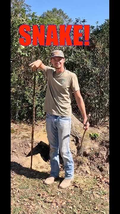 Snakes 🐍 found during house demolition! #demolition #hurricane - YouTube