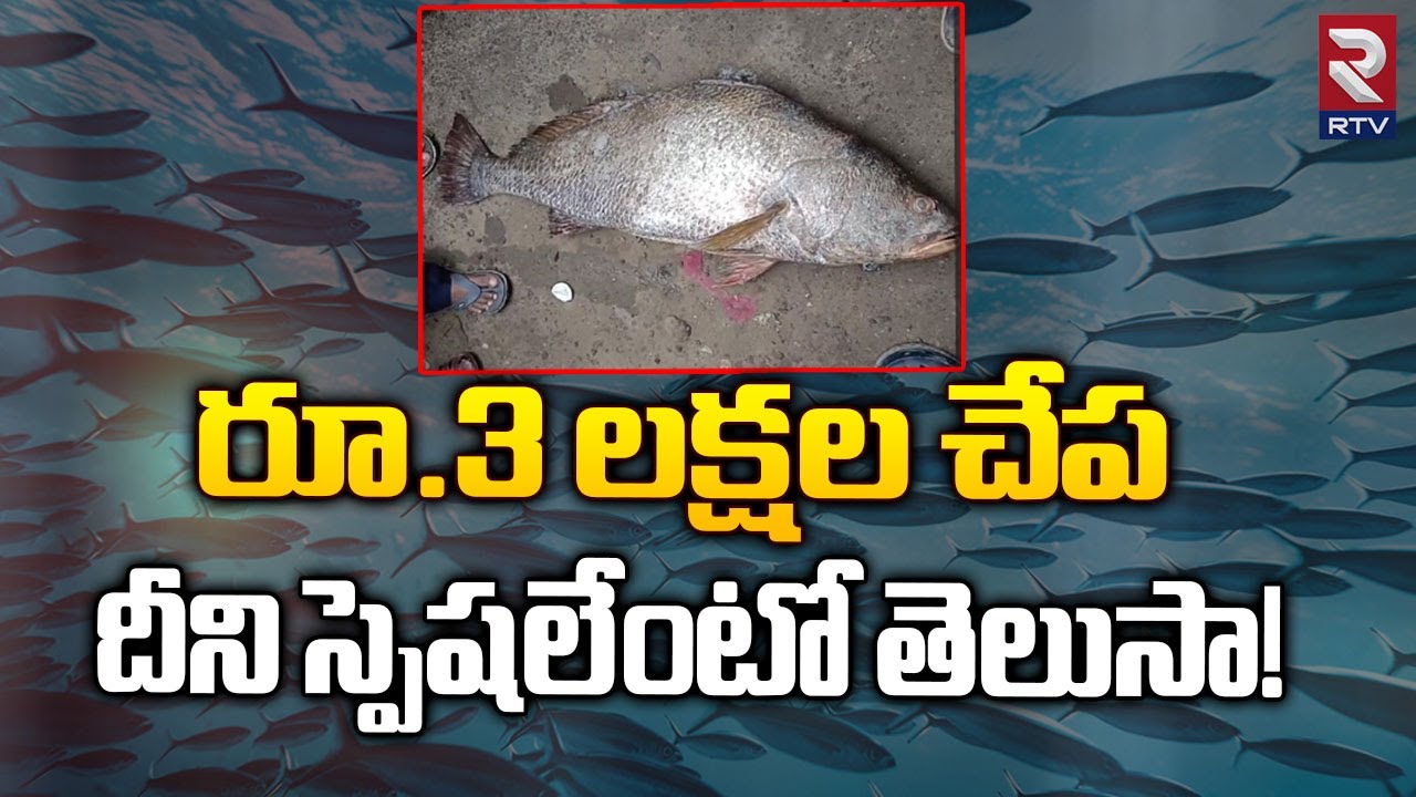 Kachidi Fish Cost | రూ.3 లక్షల చేప దీని స్పెషలేంటో తెలుసా ! Kachidi ...