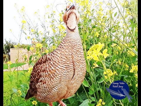 Grey Francolin Female Bird - Grey Partridge call - YouTube