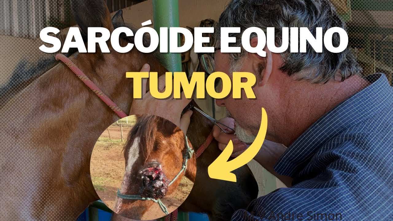 Sarcóide Equino - Neoplasia Cutânea em cavalos | M.V Andre Simon - YouTube