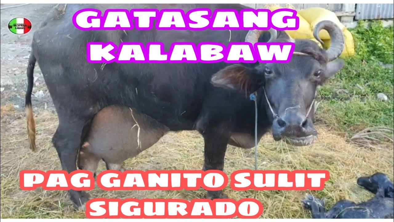 Gatasang kalabaw magandang pagkakitaan/carabao is struggling just to ...