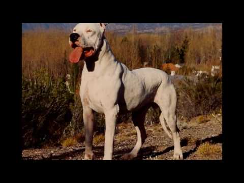 Dogo Argentino History And Tribute