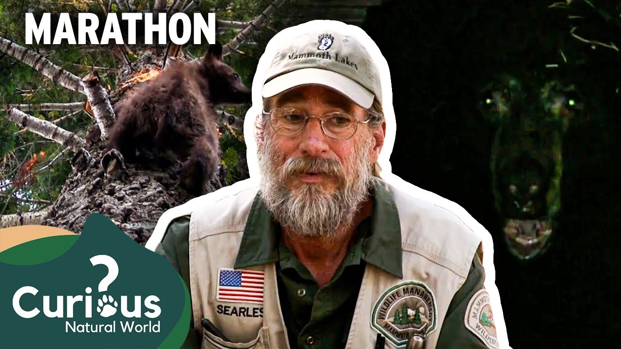 Bear Wars: Steve Searles' Battle for Public Safety | Bear Whisperer ...