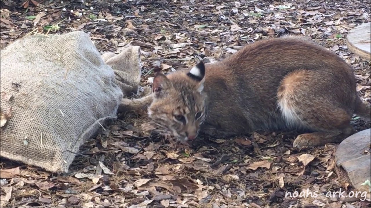Baby Bob Loves Catnip! bobcat - Noah's Ark Animal Sanctuary - YouTube