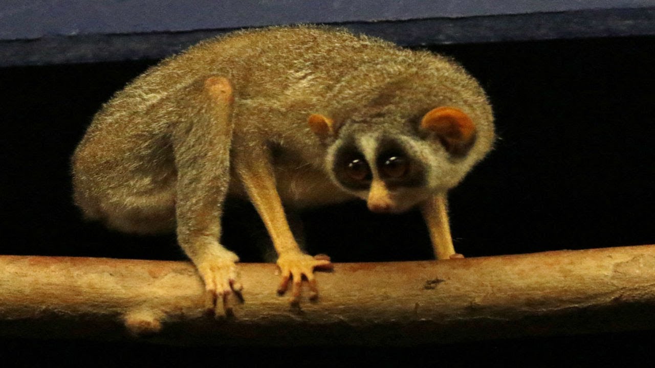 Slanke Loris / Gray slender loris : ZOO Antwerpen *Infrared Camera ...