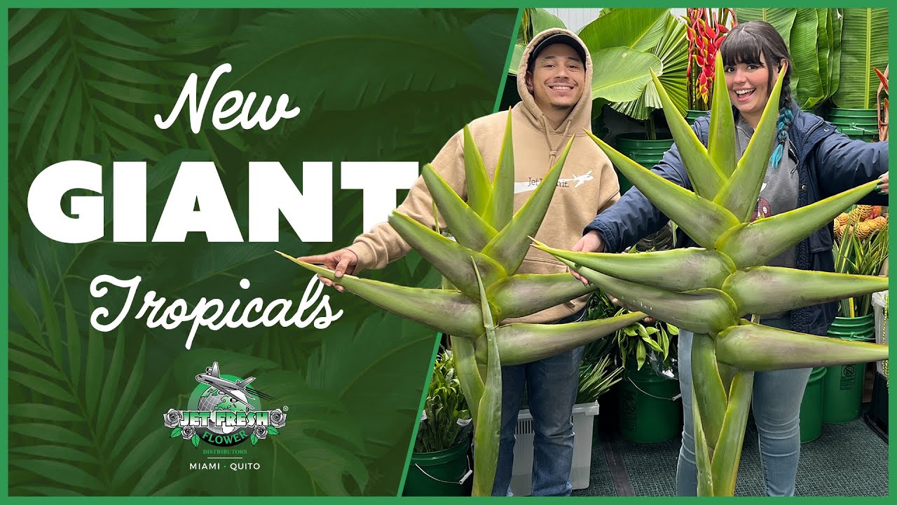 JFTV: New GIANT Tropicals Added to our New Tropical Room! - YouTube
