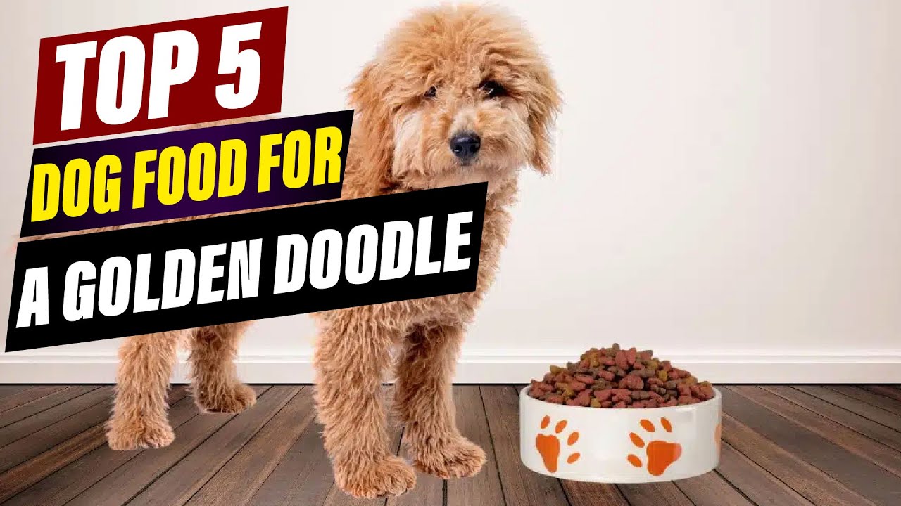 Goldendoodle Food Guide: Expert Tips for a Healthy, Happy Dog ...