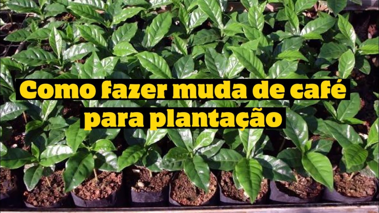 Como fazer muda de café para plantação - YouTube