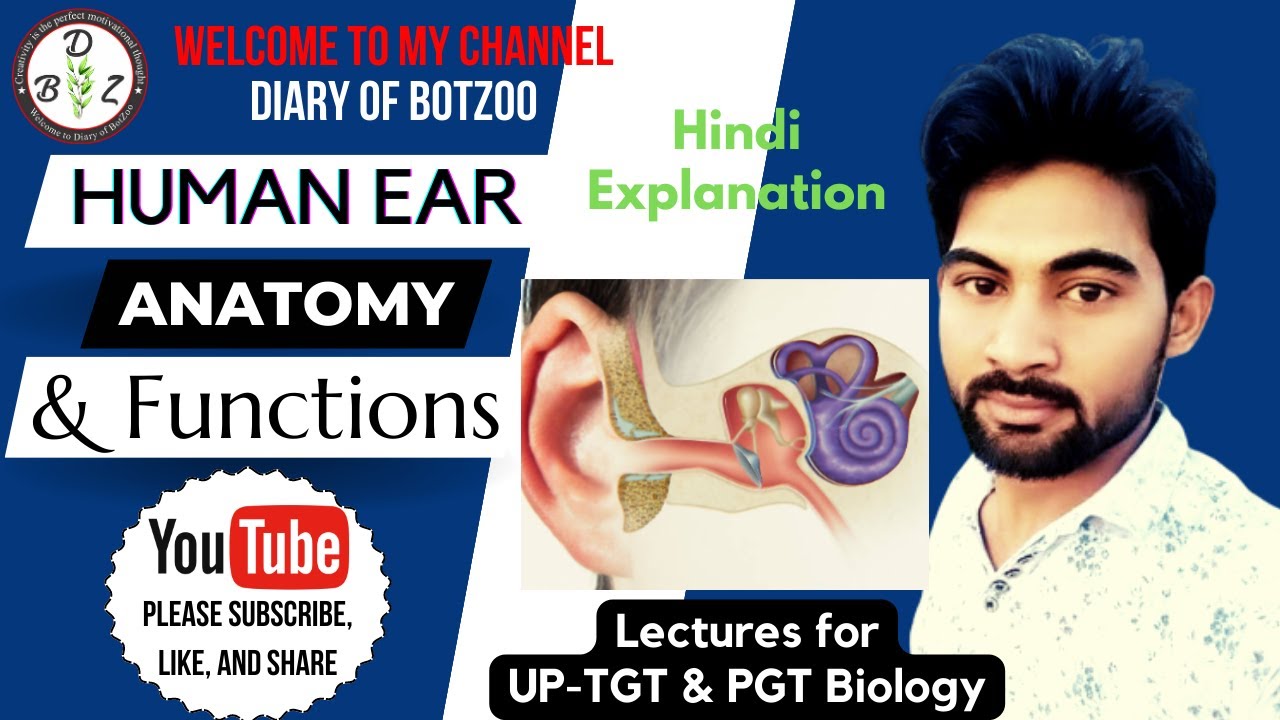 Human Ear Structure And Function Anatomy Diary Of BotZoo YouTube human-ear-structure-and-function-anatomy-diary-of-botzoo-youtube