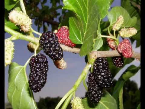 Elifçe - Fındığın Dalları