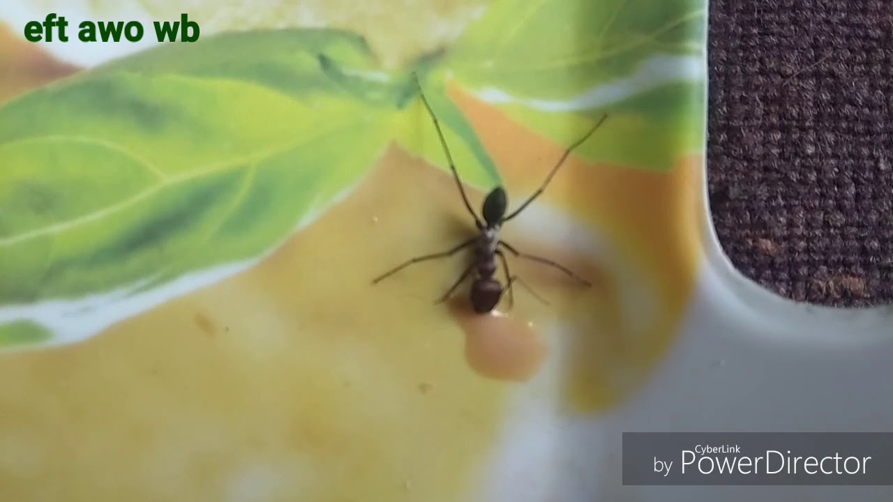 Ant drinking tea |ant eating| ant - YouTube