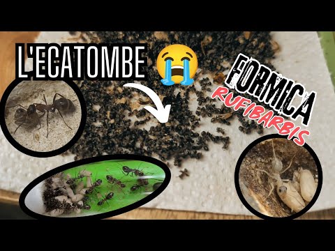 FORMICA RUFIBARBIS - FICHE ELEVAGE DE MES FOURMIS - EVOLUTION FIN 2024 ...