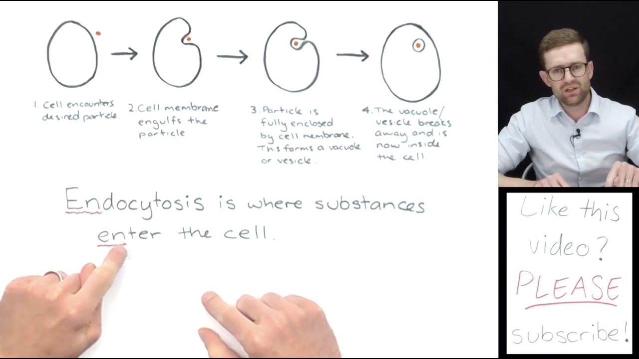 What is Endocytosis? - YouTube