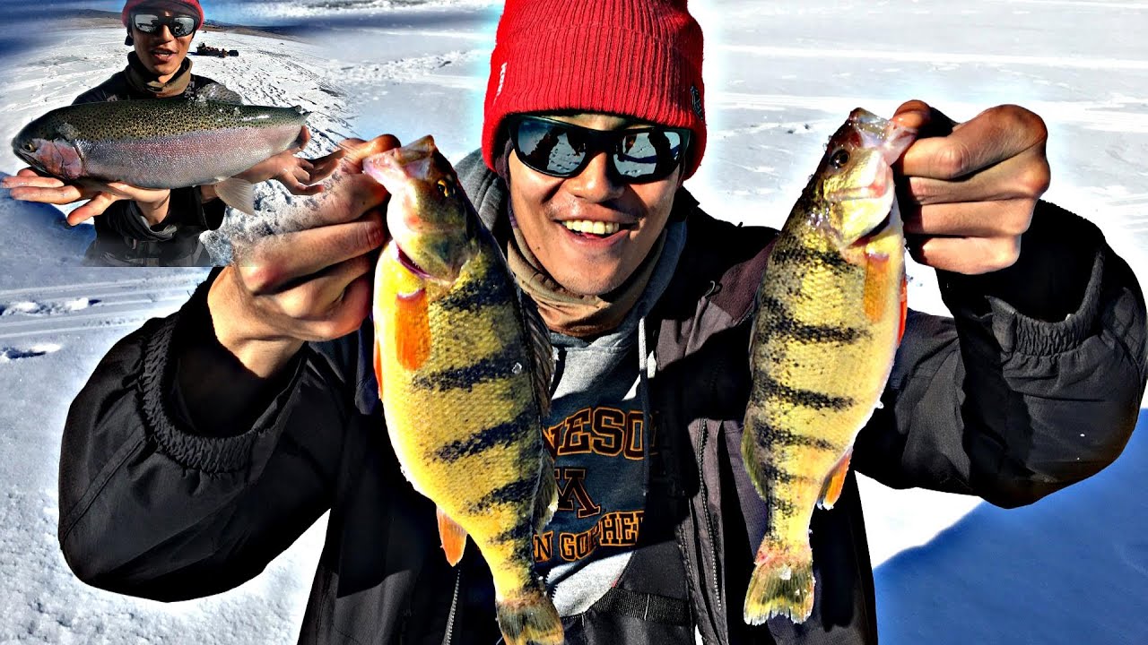 Catching BIG Yellow Perch Ice Fishing (Surprise PB Trout!) - YouTube