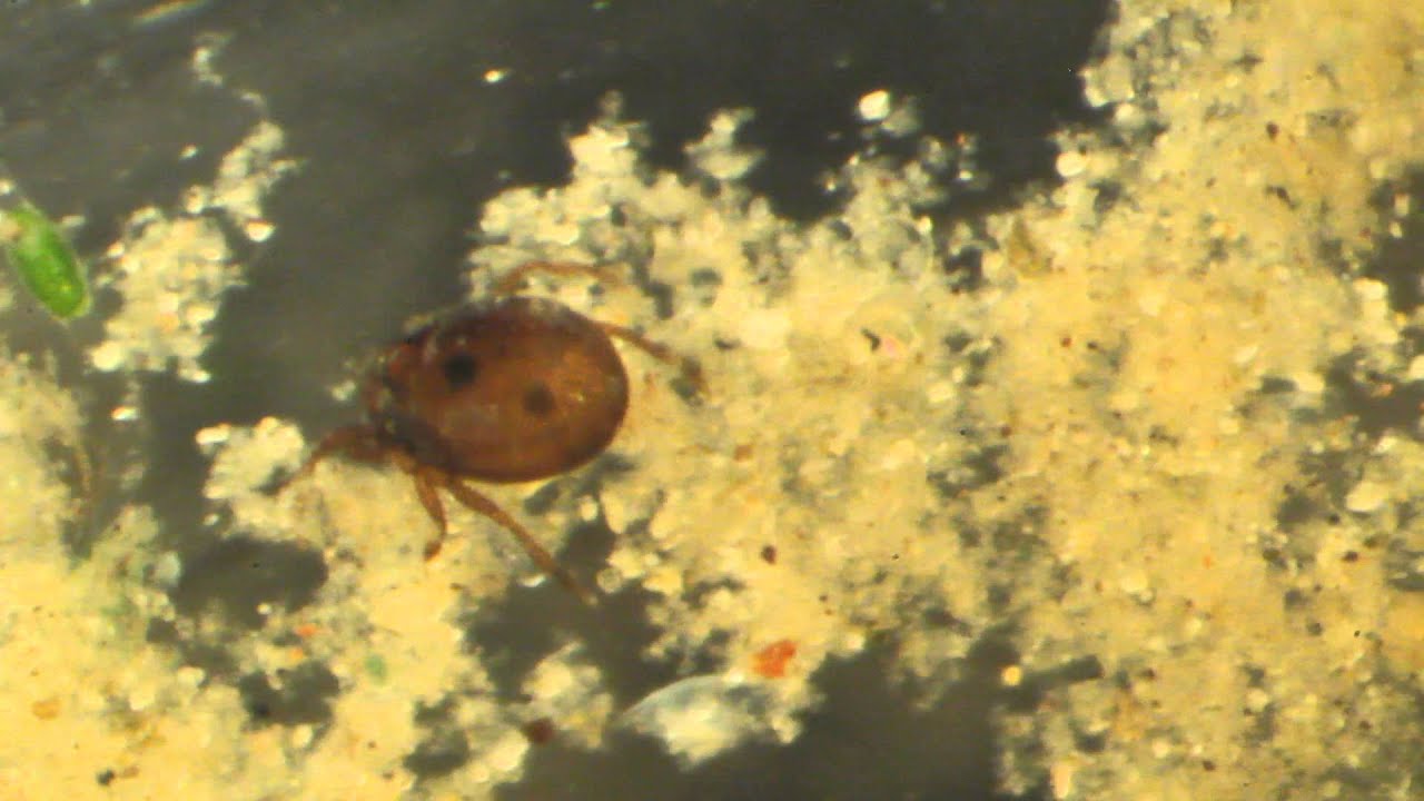 Water Mite as viewed via a Nikon SMZ-U - YouTube
