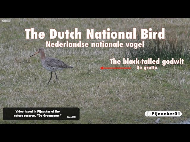 Dutch National Bird
