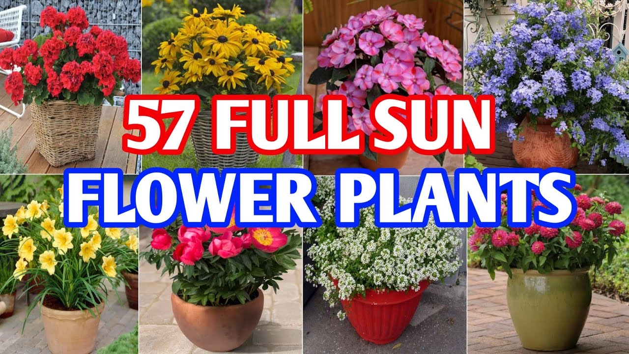 57 Best Full Sun Flower Plants in Container | Heat Tolerant Flower ...
