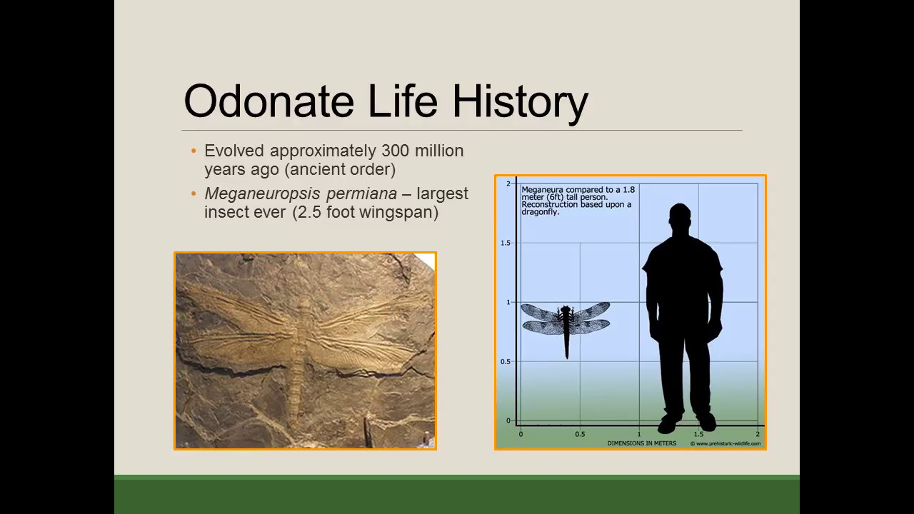 Intro/Beginner Dragonfly Monitoring Training - Illinois Odonate Survey ...