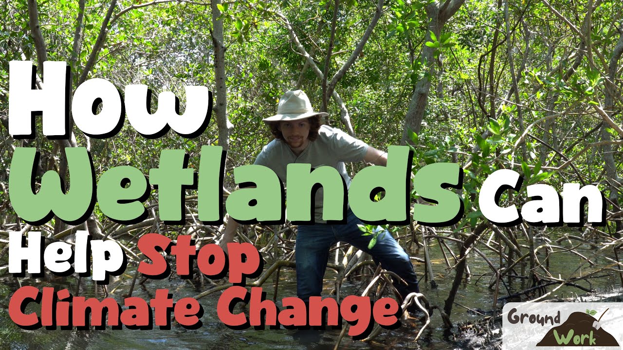 Wetlands Can Help Save the Planet - YouTube
