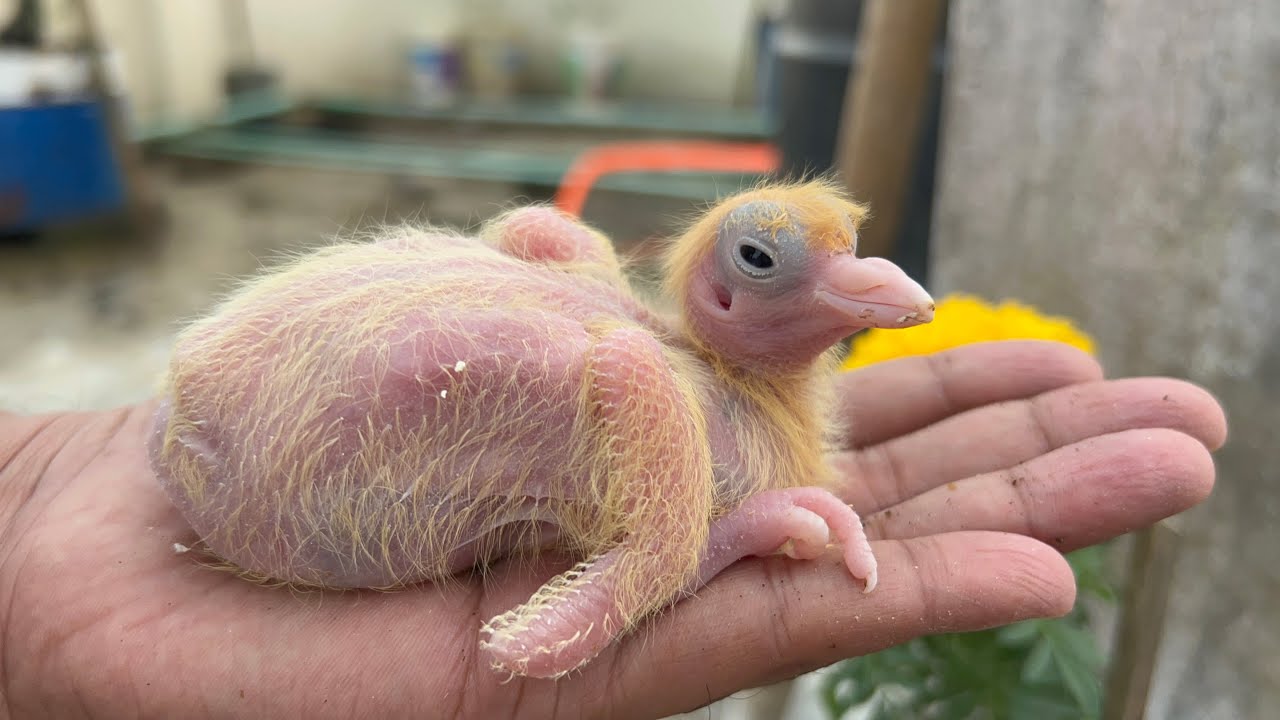 How to make mixed food for pigeon || How to make pigeons food ...