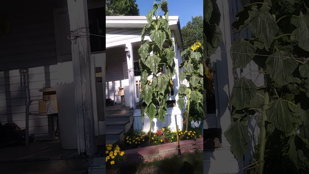 20 foot tall sunflower so giant its taller than my house - YouTube