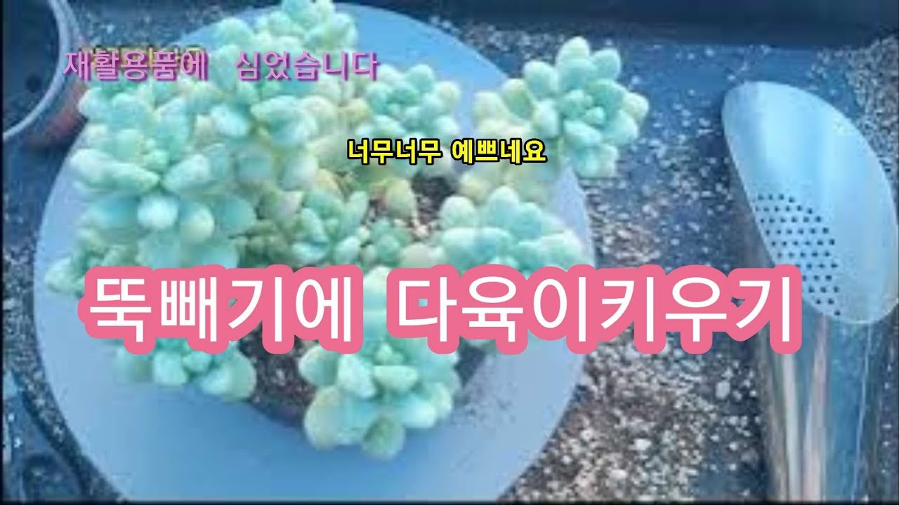 재활용품 뚝빼기 화분으로 부사다육이 분갈이 햇어요 Succulent 多肉植物 다육이키우기 다육이분갈이 다육식물 다육이