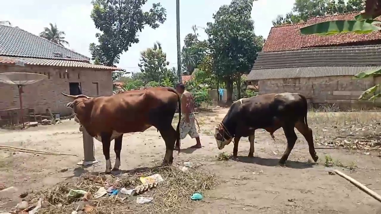 SAPI METAL PALING BESAR PUNYA MBAH NARSO #||CAHNDESO TV - YouTube