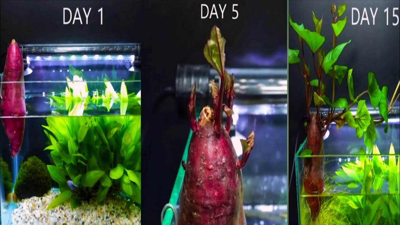 Sweet Potato Growing In Fish Tank - Time Lapse - YouTube