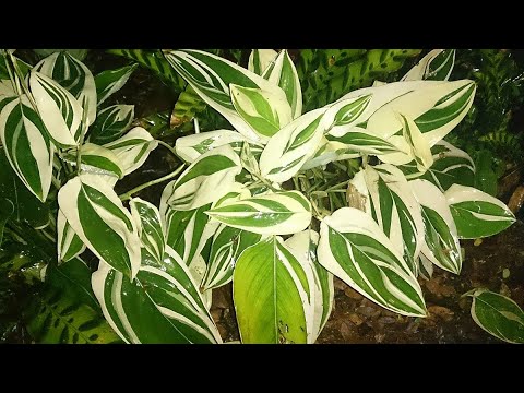 How To Grow And Care Arrowroot Plant At Home. // Easy and Simple Steps To Care. // Arrowroot ...